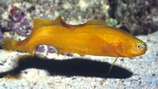 Yellow Cusk Eel, Size 3.5 - 4.75 inches For Sale (Diancistrus fuscus ...