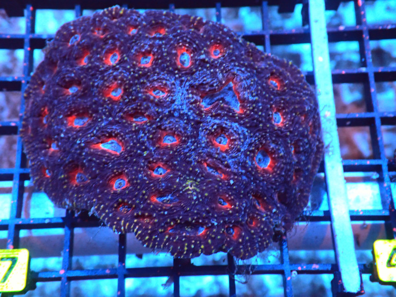 ACAN ECHINATA ORANGE - Reefs4Less.com