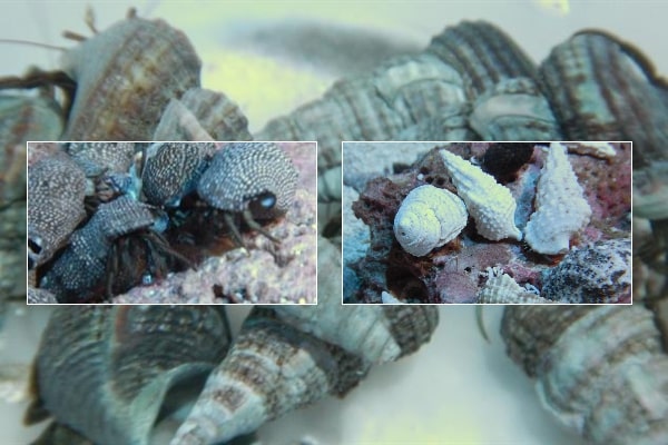 Reef Hermit Crab Assorted - Reefs4Less.com