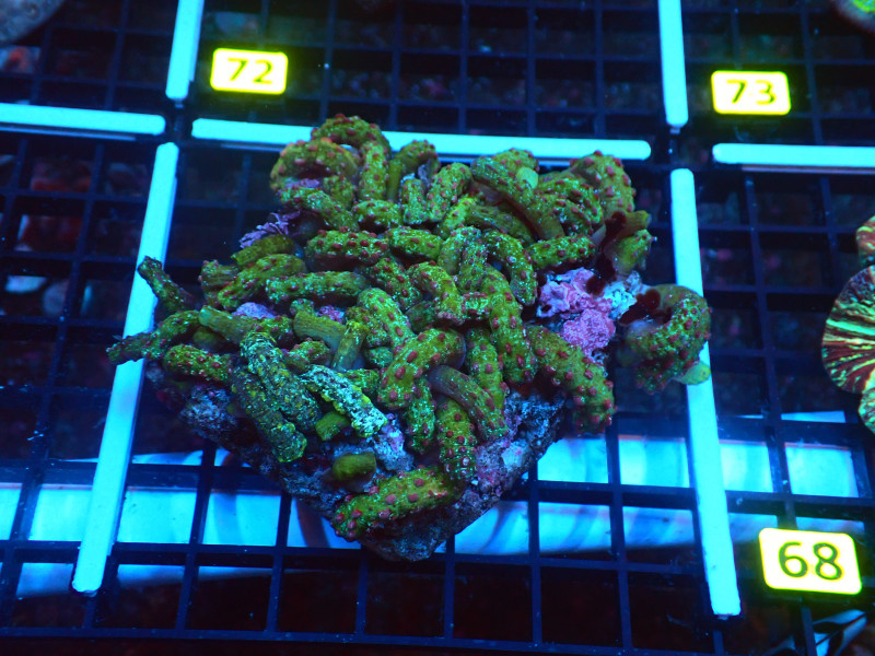 SNAKE POLYPS - Reefs4Less.com