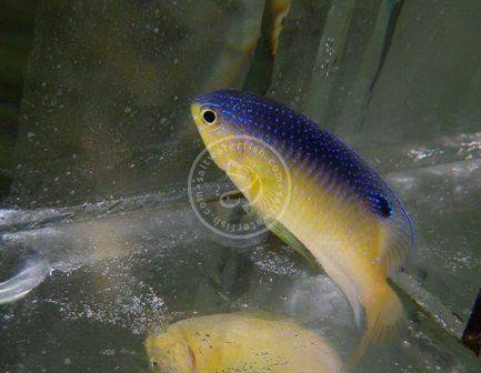 Beau Gregory Damsel, Size