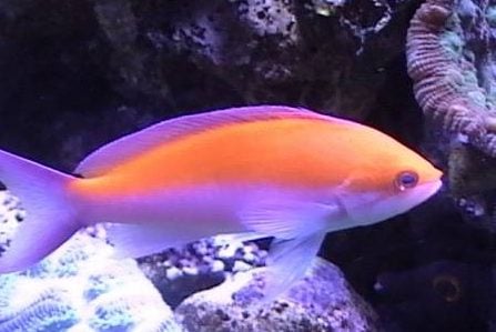 Bicolor Anthias (Fancy Bass) - Reefs4Less.com