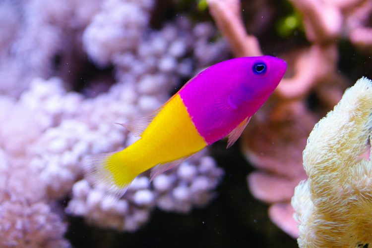Bicolor Pseudochromis - Reefs4Less.com
