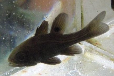 Black Cardinal - Reefs4Less.com