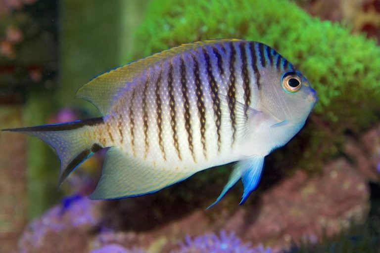 Japanese Swallowtail Angel For Sale (Genicanthus melanospilos). TOP ...