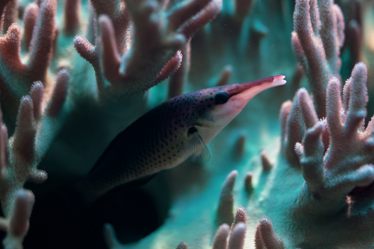 Brown Bird Wrasse For Sale (Gomphosus varius). TOP Care facts ...