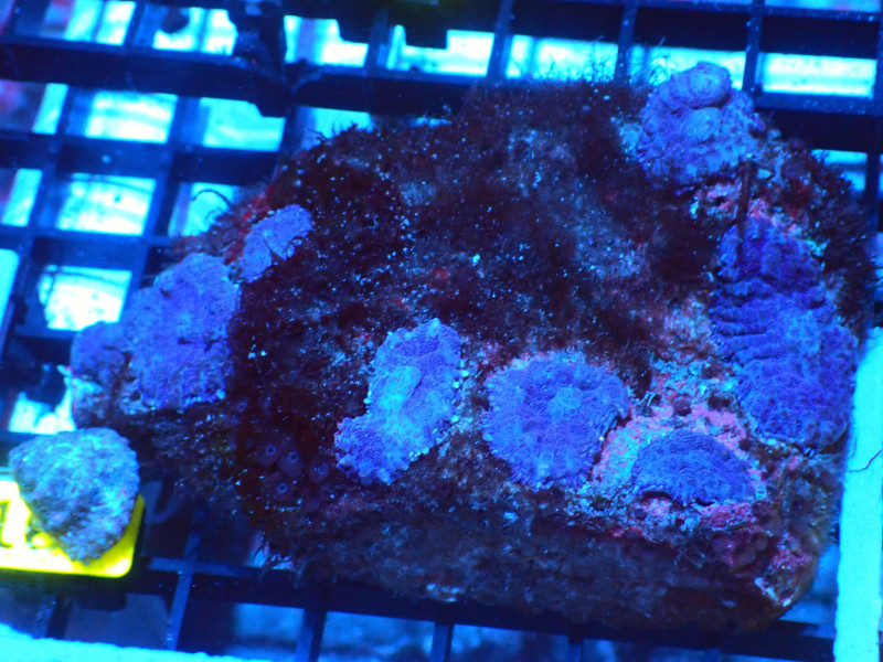 MUSHROOM RHODACTIS INDO PURPLE - Reefs4Less.com