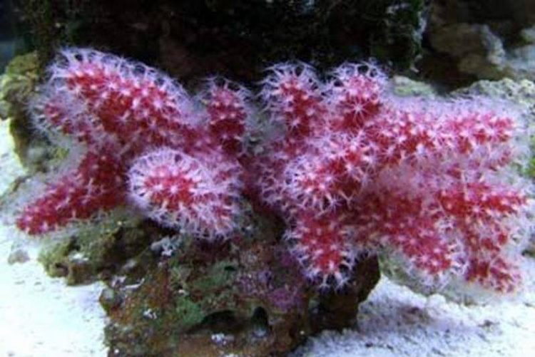 Chili Cactus Coral - Reefs4Less.com