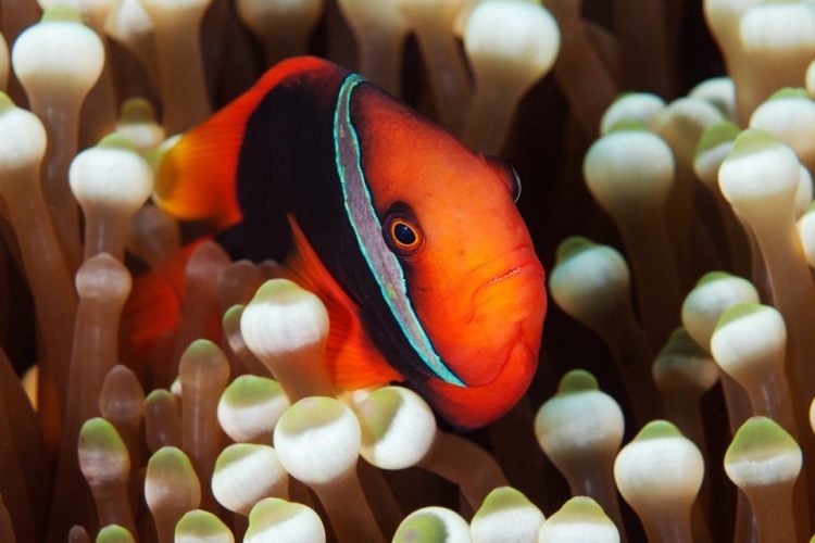Cinnamon Clownfish