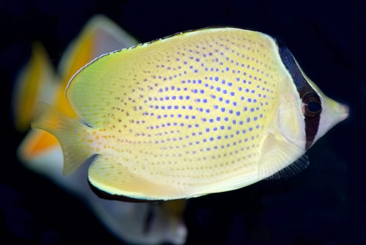 Citron Butterfly - Reefs4Less.com