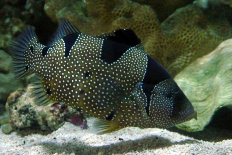 Clown Grouper - Reefs4Less.com