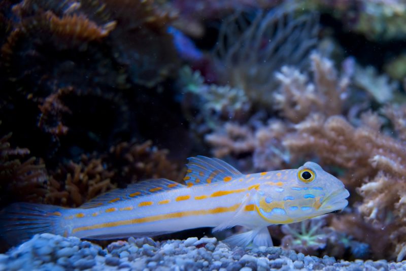 Diamond Goby - Reefs4Less.com