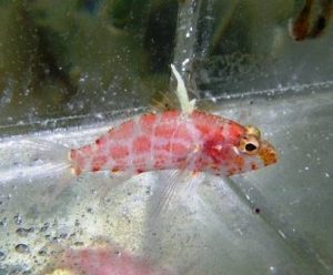 Geometric Pygmy Hawkfish, Size 1.25 - 2.25 inches - Reefs4Less.com