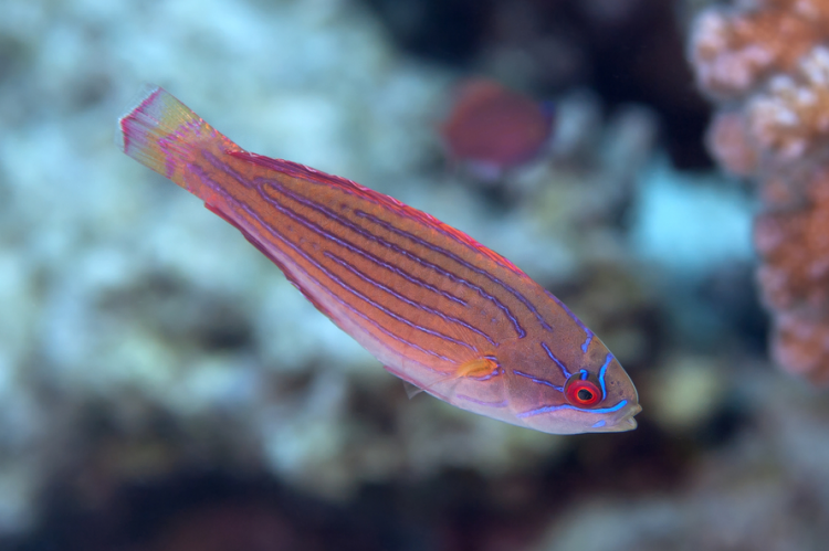 Eight Line Flasher Wrasse For Sale (Paracheilinus octotaenia). TOP Care ...