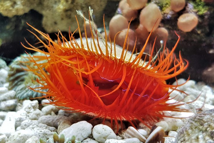 Electric Eye Scallop For Sale (Lima sp.). TOP Care facts. Reefs4Less.com