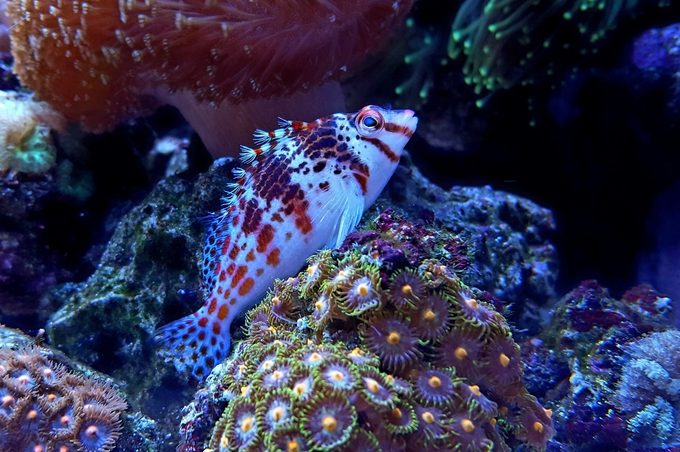 Falco Hawk For Sale (Cirrhitichthys falco). TOP Care facts. Reefs4Less.com