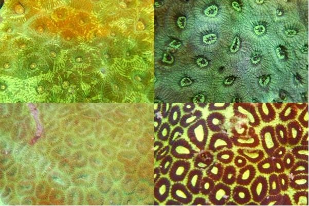 Favia Brain For Sale (Favia sp.). TOP Care facts. Reefs4Less.com