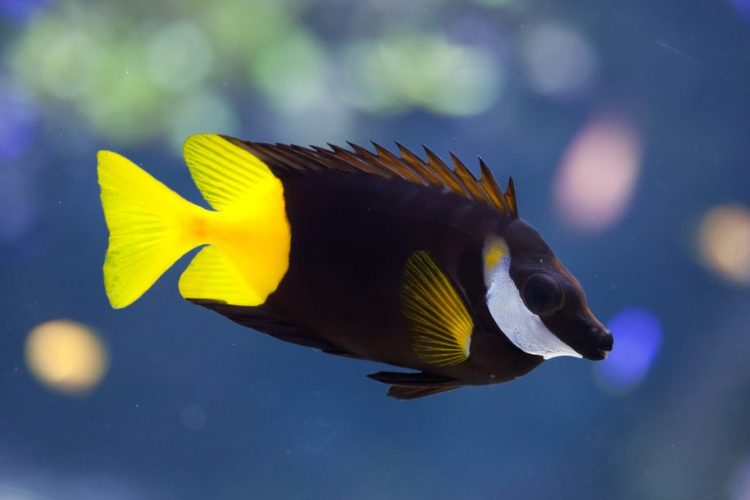 Fiji Bicolor Foxface For Sale (Siganus uspi). TOP Care facts ...