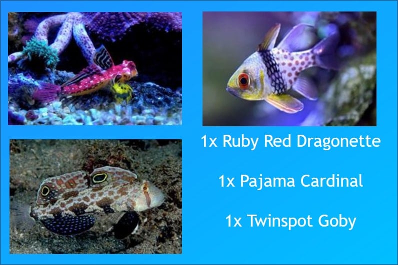 Fish Collection Of The Week For Sale (). TOP Care facts. Reefs4Less.com