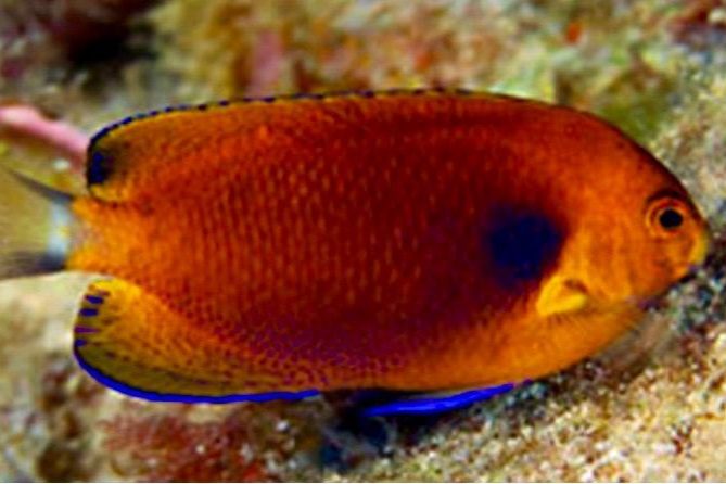 Fishers Angel For Sale (Centropyge fisheri). TOP Care facts. Reefs4Less.com