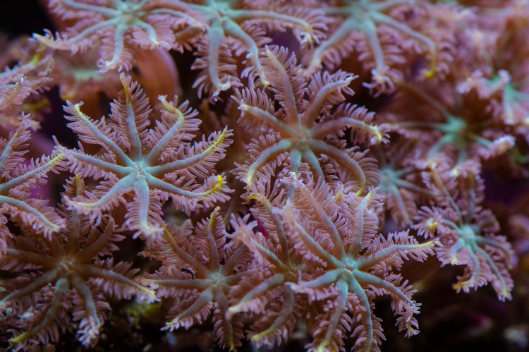 Glove Polyp For Sale (Clavularia sp.). TOP Care facts. Reefs4Less.com