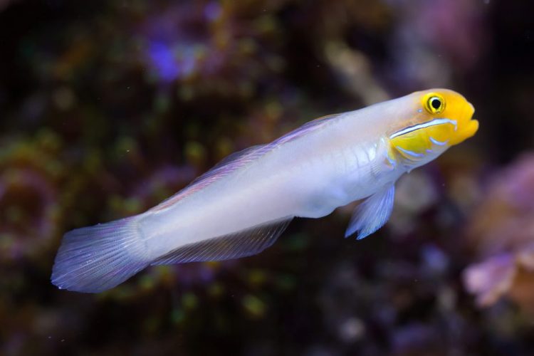Golden Head Goby - Reefs4Less.com