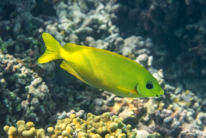 Golden Rabbit Fish - Reefs4Less.com