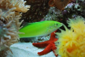 Green Coris Wrasse For Sale (Halichoeres chloropterus). TOP Care facts ...