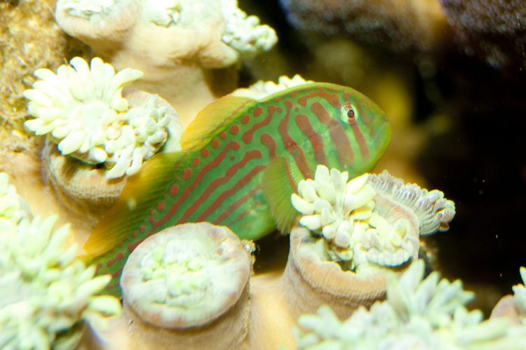 Green War Paint Clown Goby - Reefs4Less.com