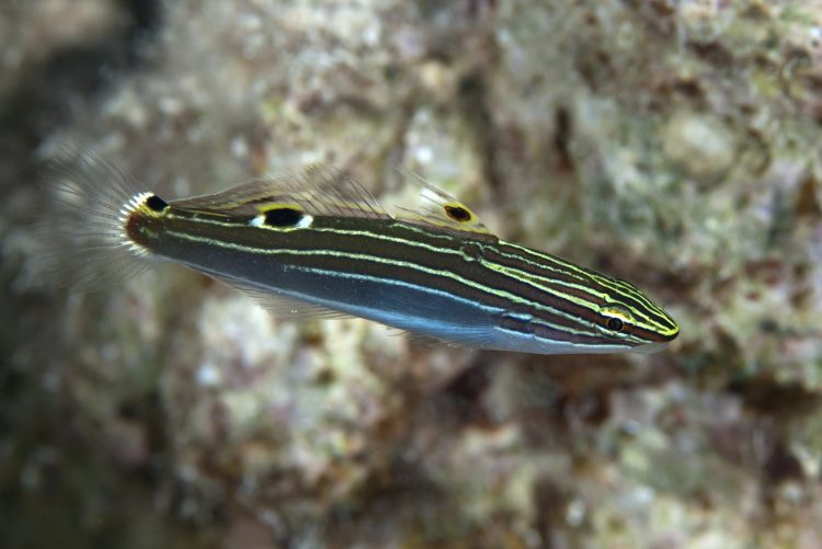 Hector's Goby - Reefs4Less.com