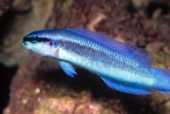 Dottybacks & Pseudochromis – Reefs4Less.com