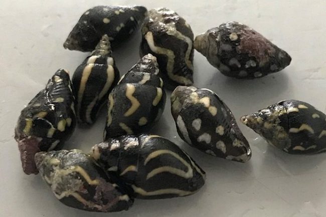 Lightning Dove Snail For Sale (Pictocolumbella ocellata). TOP Care ...