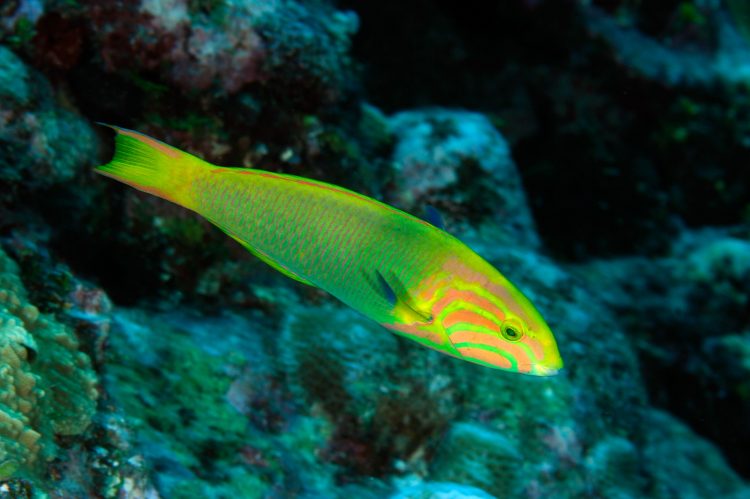 Lime Green Sunset Wrasse For Sale (Thalassoma lutescens). TOP Care ...