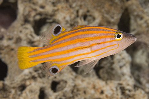 Swalesi Basslet For Sale – Up to 50% Off | Reefs4Less