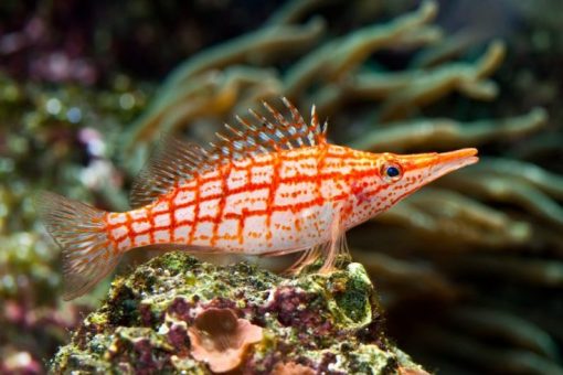 Longnose Hawk - Reefs4Less.com
