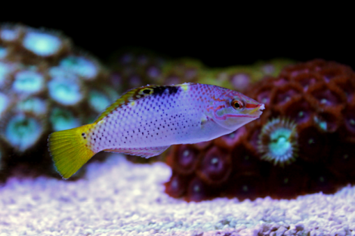 Checkerboard Wrasse For Sale (Halichoeres hortulanus). TOP Care facts ...