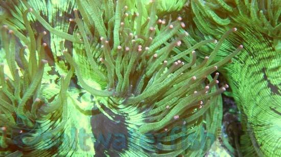 Elegance Coral: Metallic w/ Colored Tip - Australia, Size 2.75 - 3.75 ...