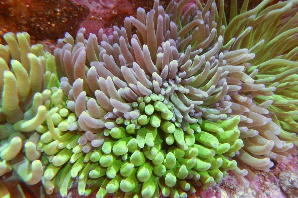 Condylactis Anemone For Sale (Condylactis gigantea). TOP Care facts ...