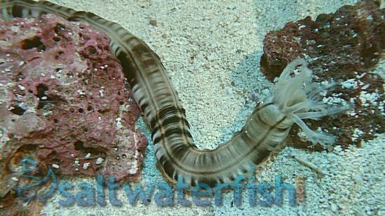 Medusa Worm, Size 7-12 inches - Reefs4Less.com
