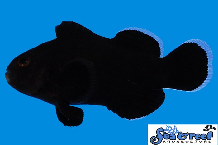 Midnight Ocellaris Clownfish For Sale (Amphiprion ocellaris). TOP Care ...