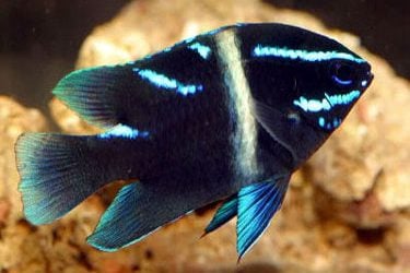 Neon Velvet Damsel - Reefs4Less.com