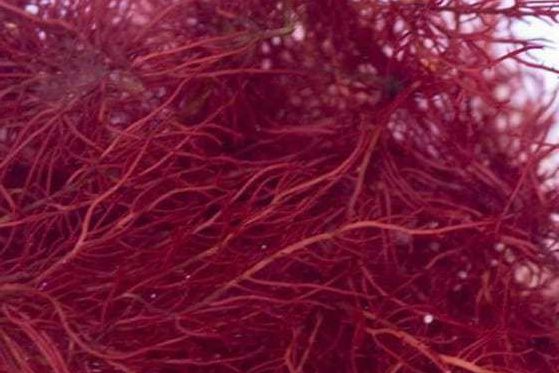 Ogo Plant Pack - Reefs4Less.com