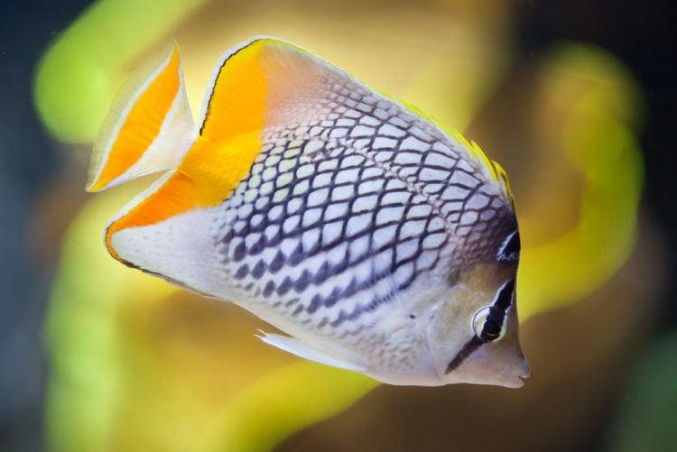 Pearlscale Butterfly For Sale (Chaetodon xanthurus). TOP Care facts ...