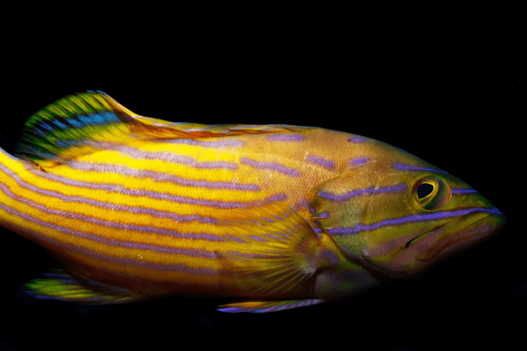 Polleni Grouper For Sale (Cepholopholis polleni). TOP Care facts ...