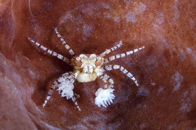 Pom Pom Crab For Sale Lybia Tessellata Top Care Facts