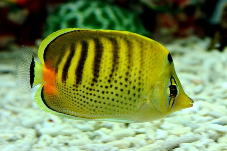 Punctato Butterfly For Sale (Chaetodon punctatofasciatus). TOP Care ...