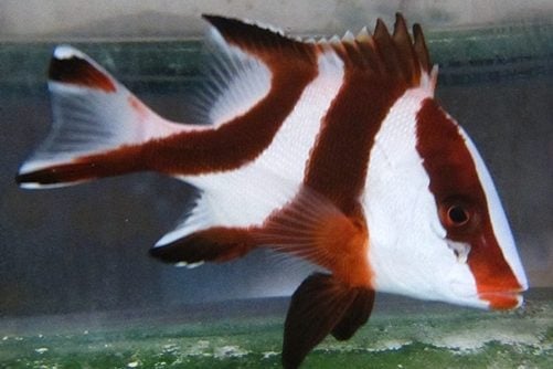 Red Emperor Snapper - Reefs4Less.com