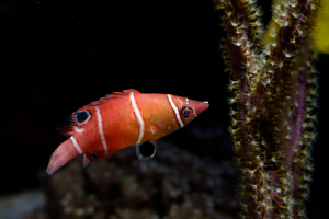 Red Pygmy Possum Wrasse - Reefs4Less.com