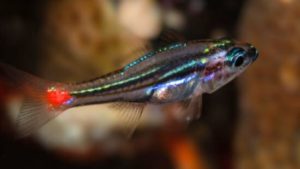 Red Spot Glass Cardinal For Sale – Up to 50% Off | Reefs4Less
