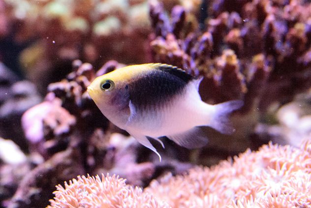 Rolland's Damsel For Sale – Up to 50% Off | Reefs4Less